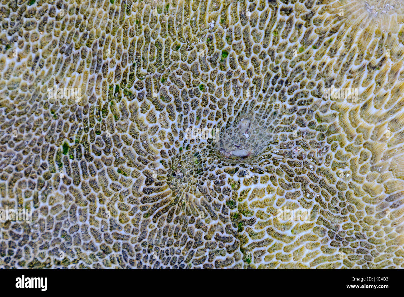 Vanuatu pattern hi-res stock photography and images - Alamy