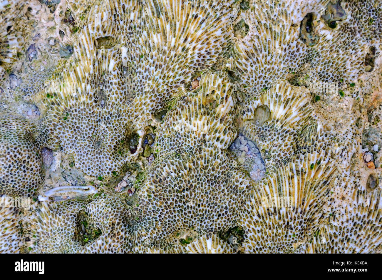 Vanuatu pattern hi-res stock photography and images - Alamy