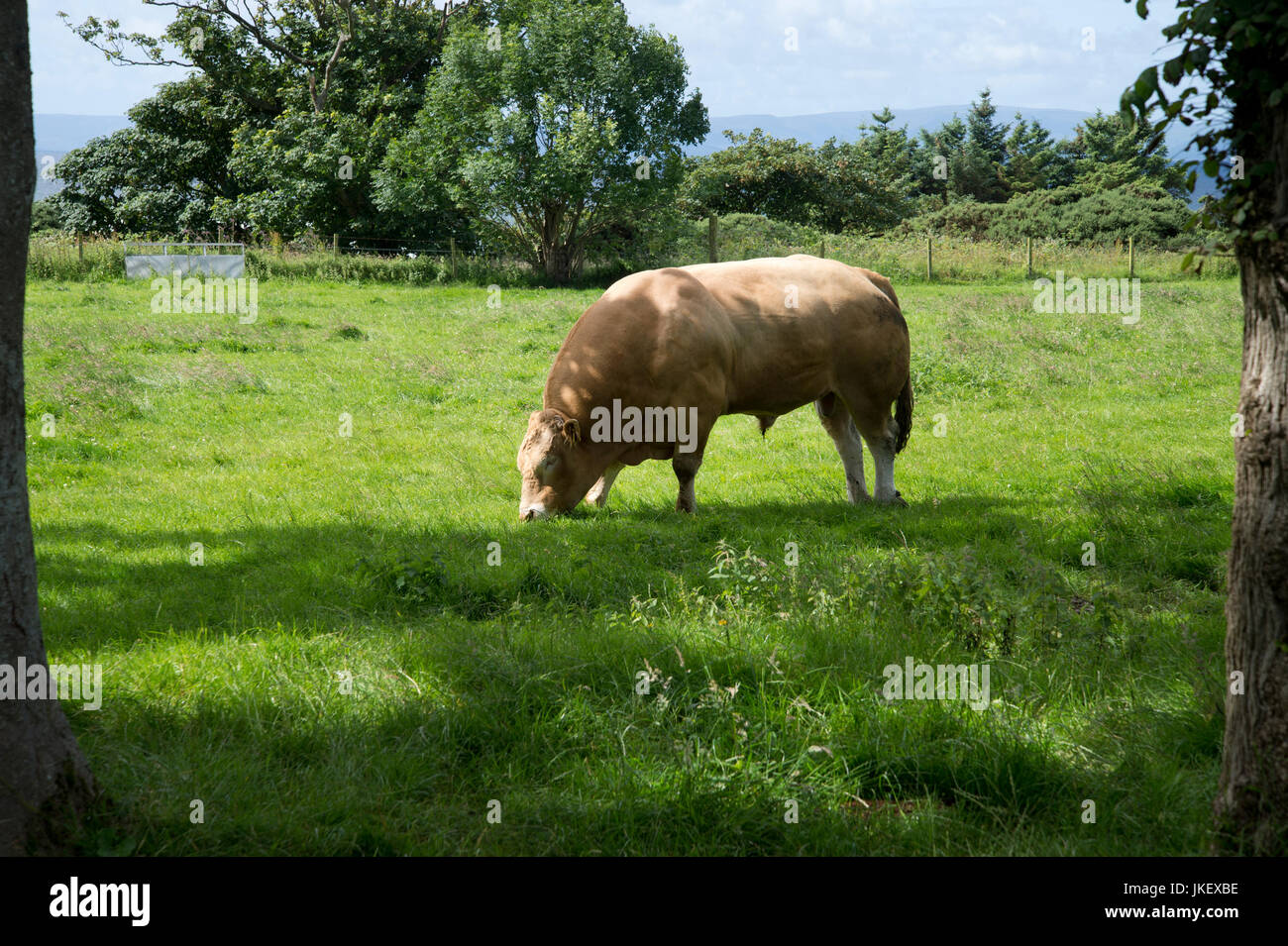 Grazing animal hi-res stock photography and images - Alamy