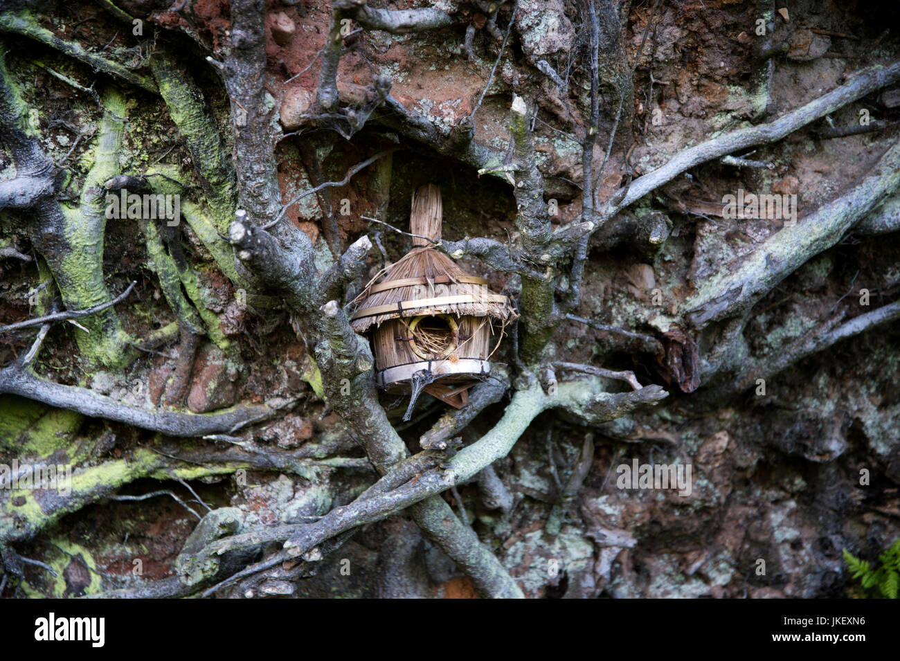 Scotland. West Kilbride. A bird nesting box nestled amongst the roots ...