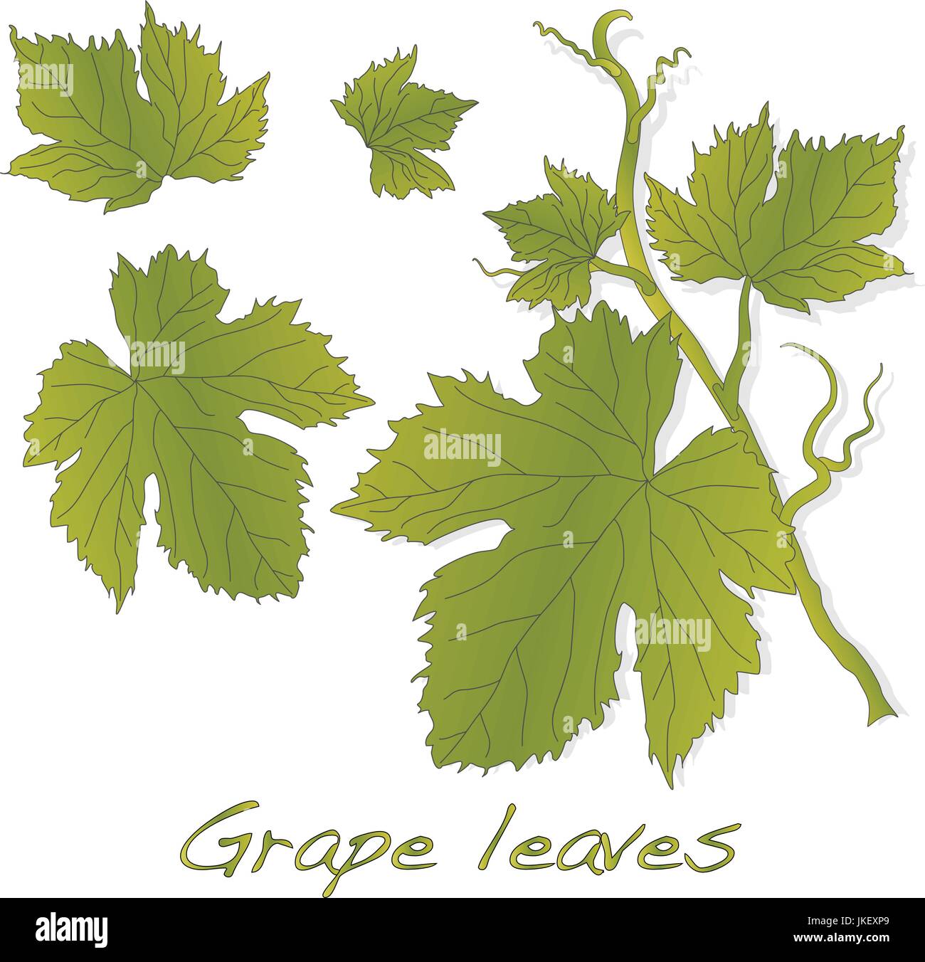 Best fruit image Stock Vector Images - Alamy