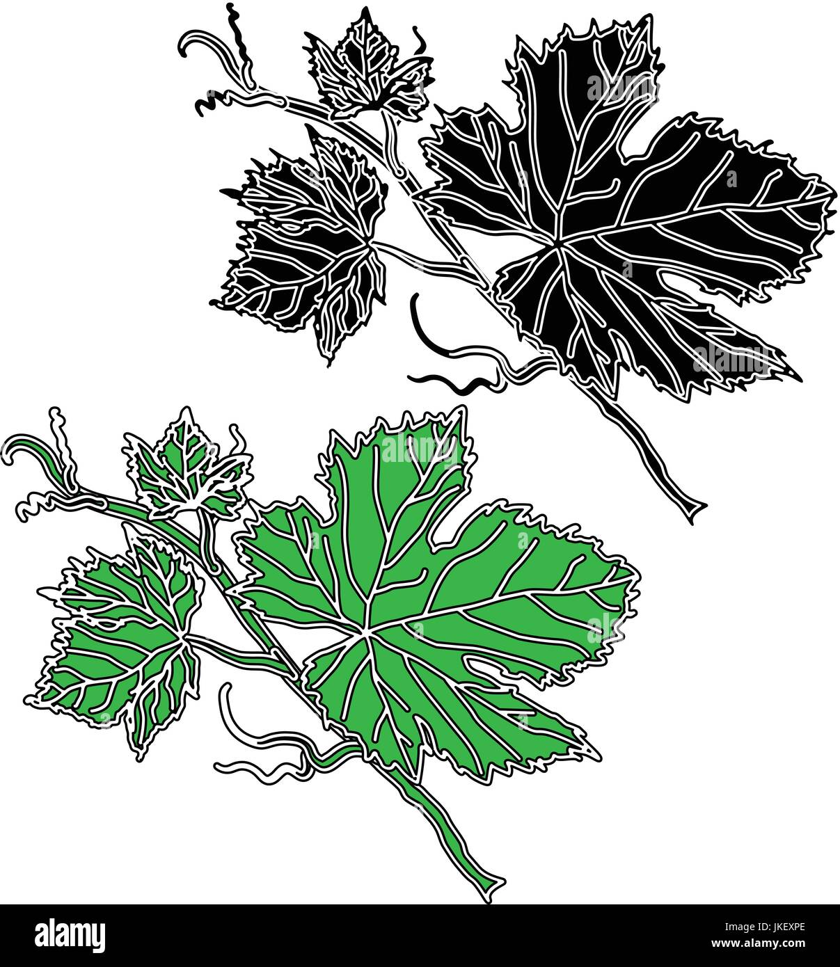 Grape leaves isolated on white. Vector Stock Vector Image & Art - Alamy