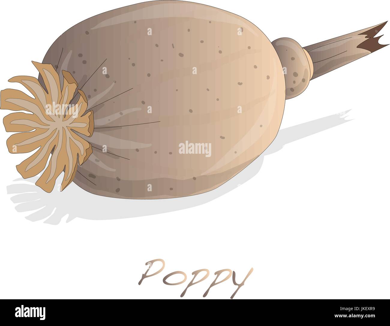 dried poppy head vector isolated on white Stock Vector Image & Art - Alamy