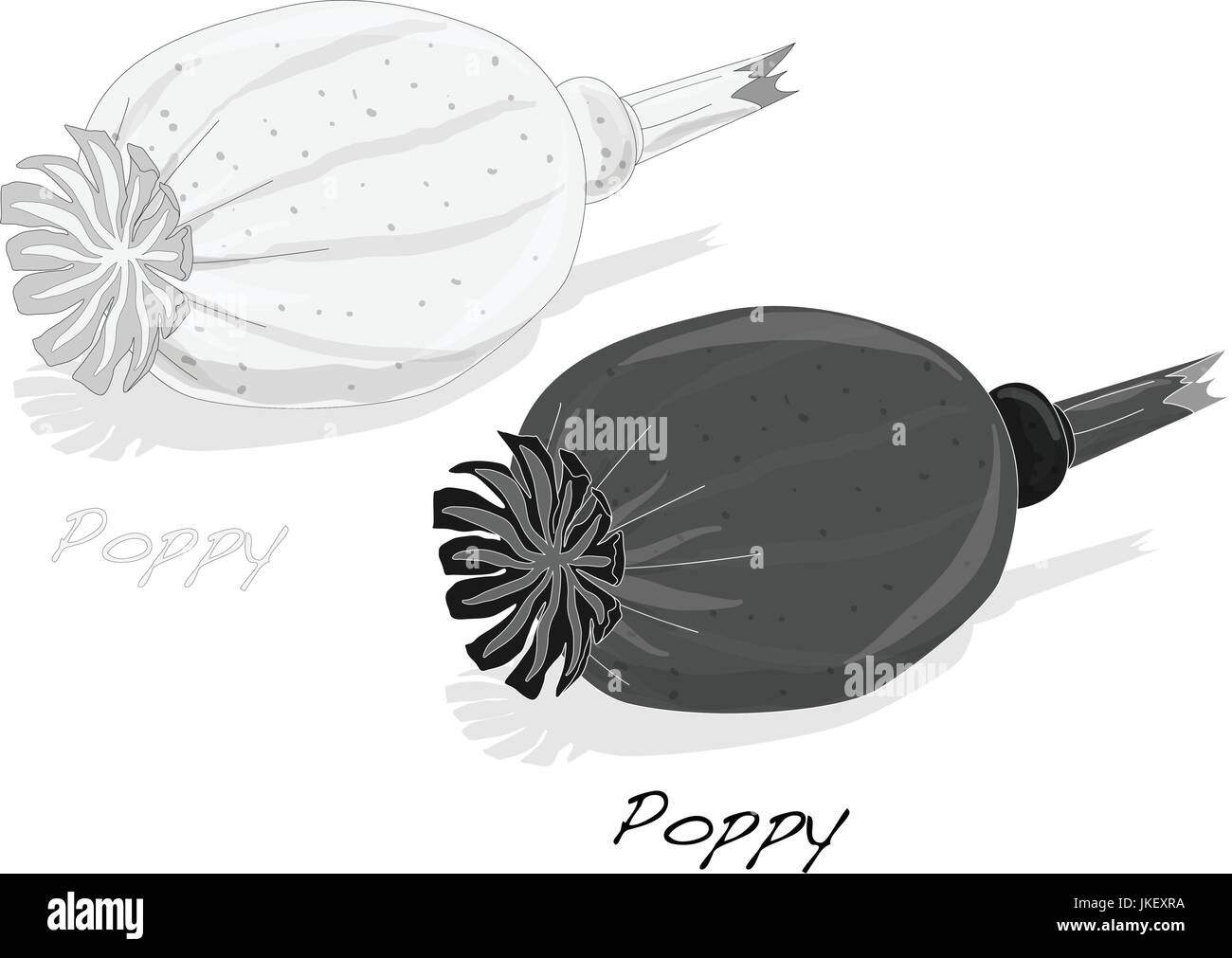 dried poppy head vector isolated on white Stock Vector Image & Art - Alamy