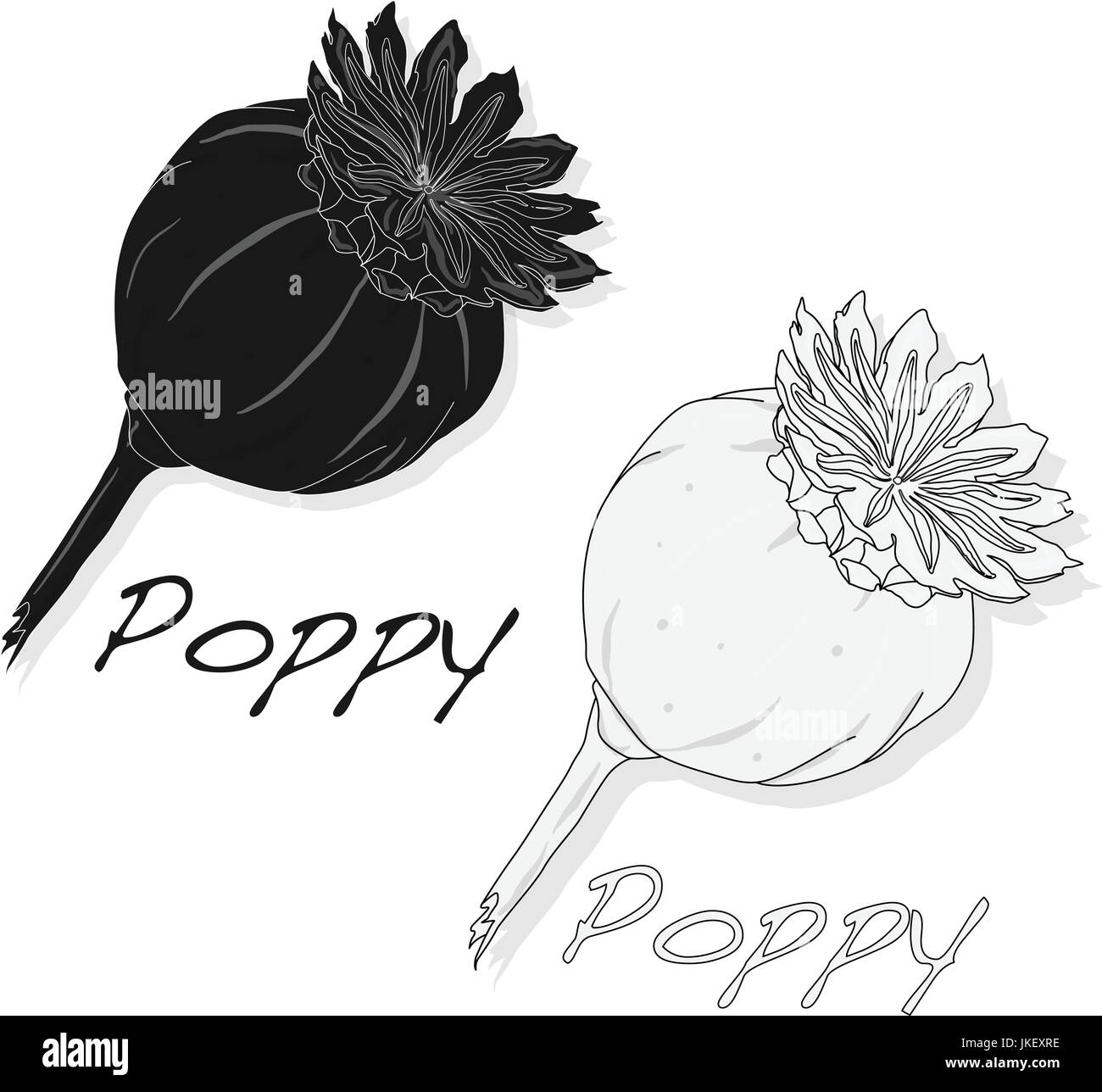 dried poppy head vector isolated on white Stock Vector Image & Art - Alamy