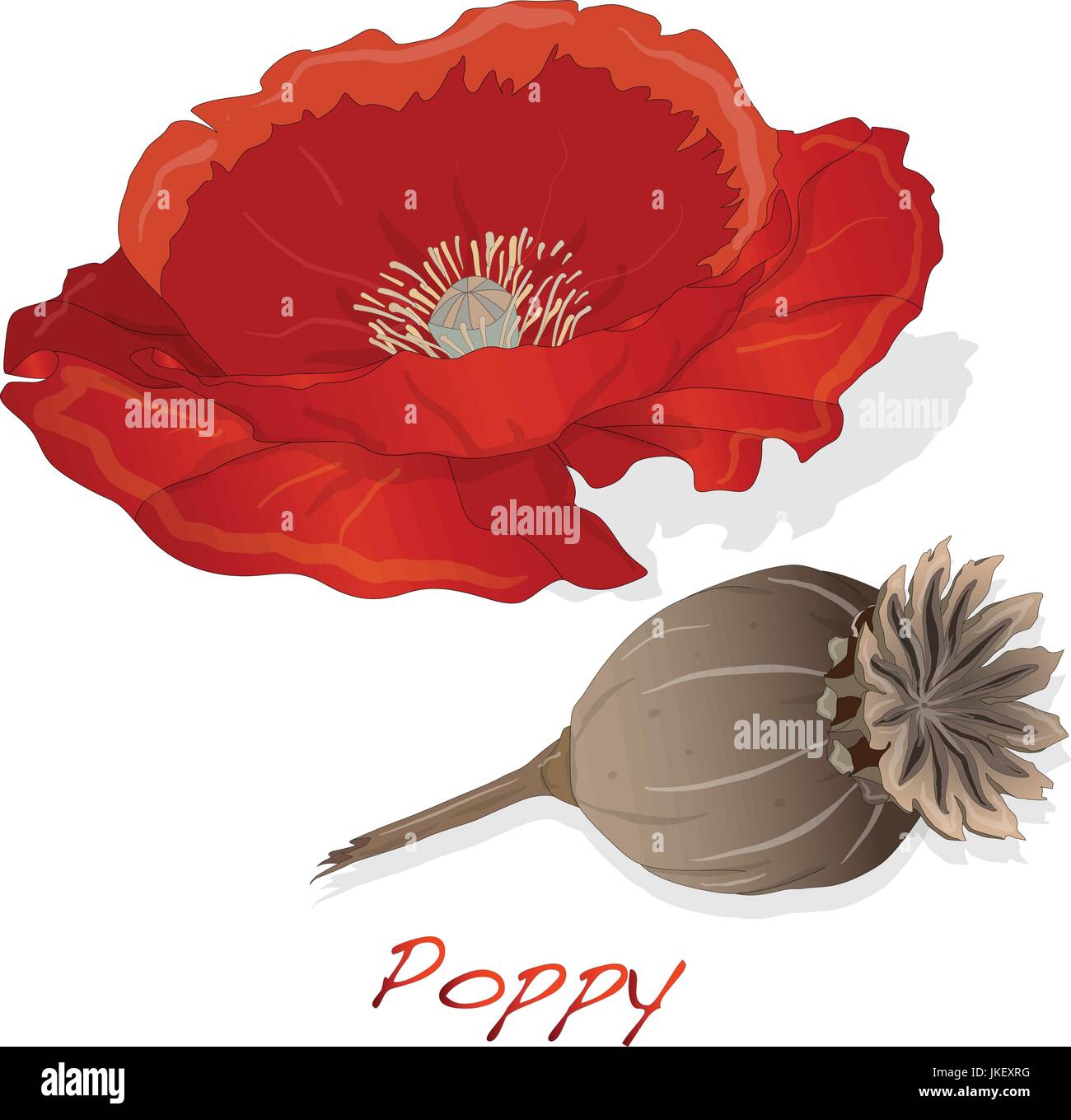 Dried poppy head Stock Vector Images - Alamy