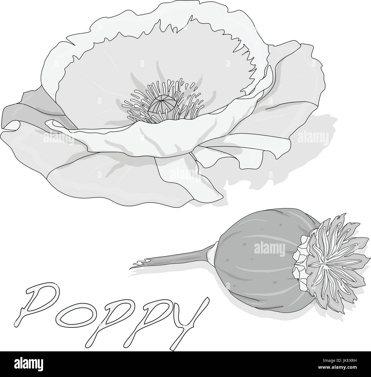 dried poppy head vector isolated on white Stock Vector Image & Art - Alamy