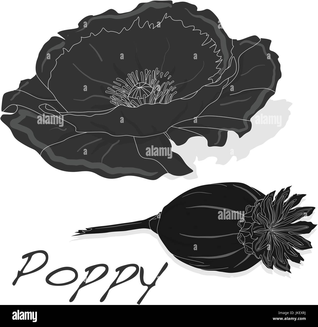 Poppy seed Black and White Stock Photos & Images - Alamy