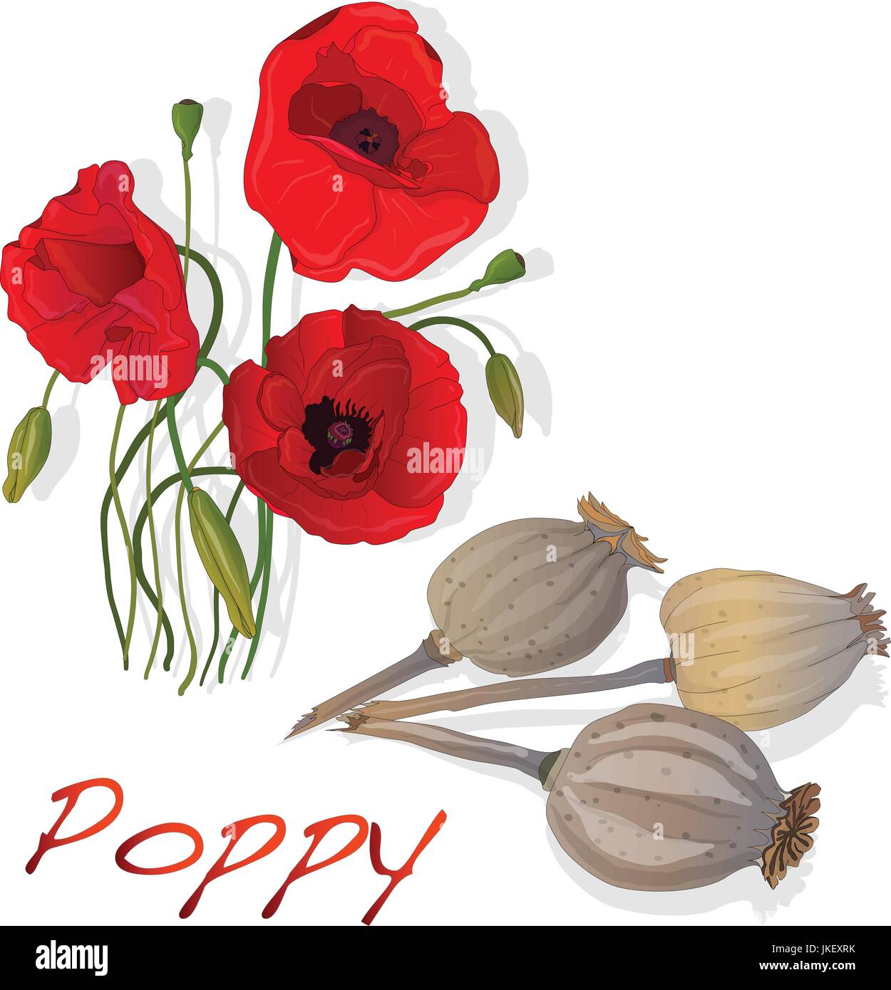 dried poppy head vector isolated on white Stock Vector Image & Art - Alamy