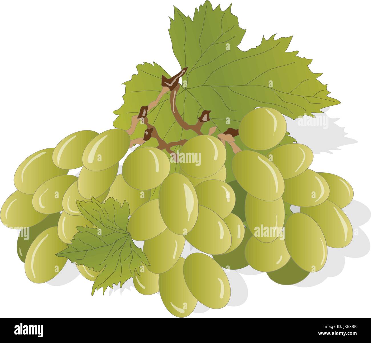 grapes bunch isolated on white background as vector design element ...