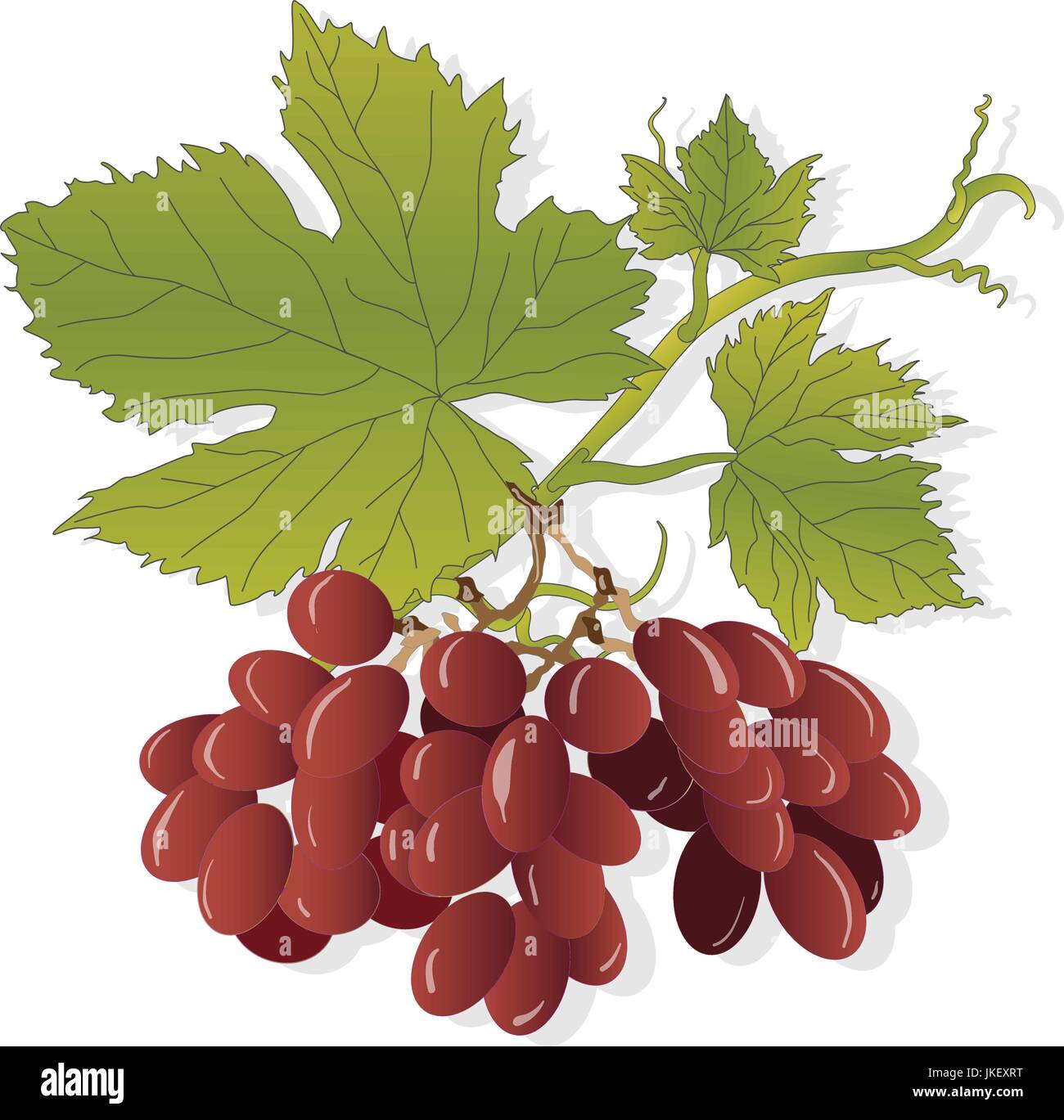 grapes bunch isolated on white background as vector design element ...