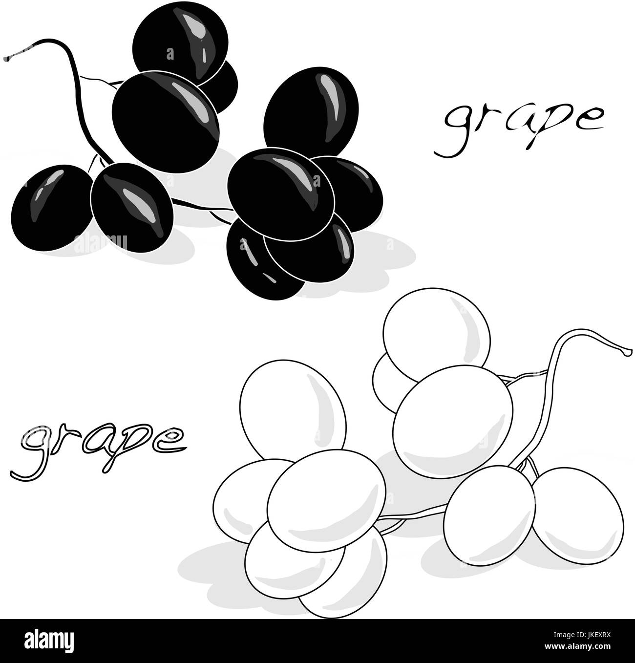 grapes bunch isolated on white background as vector design element ...