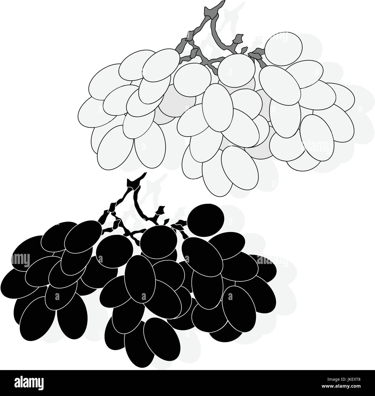 grapes bunch isolated on white background as vector design element ...