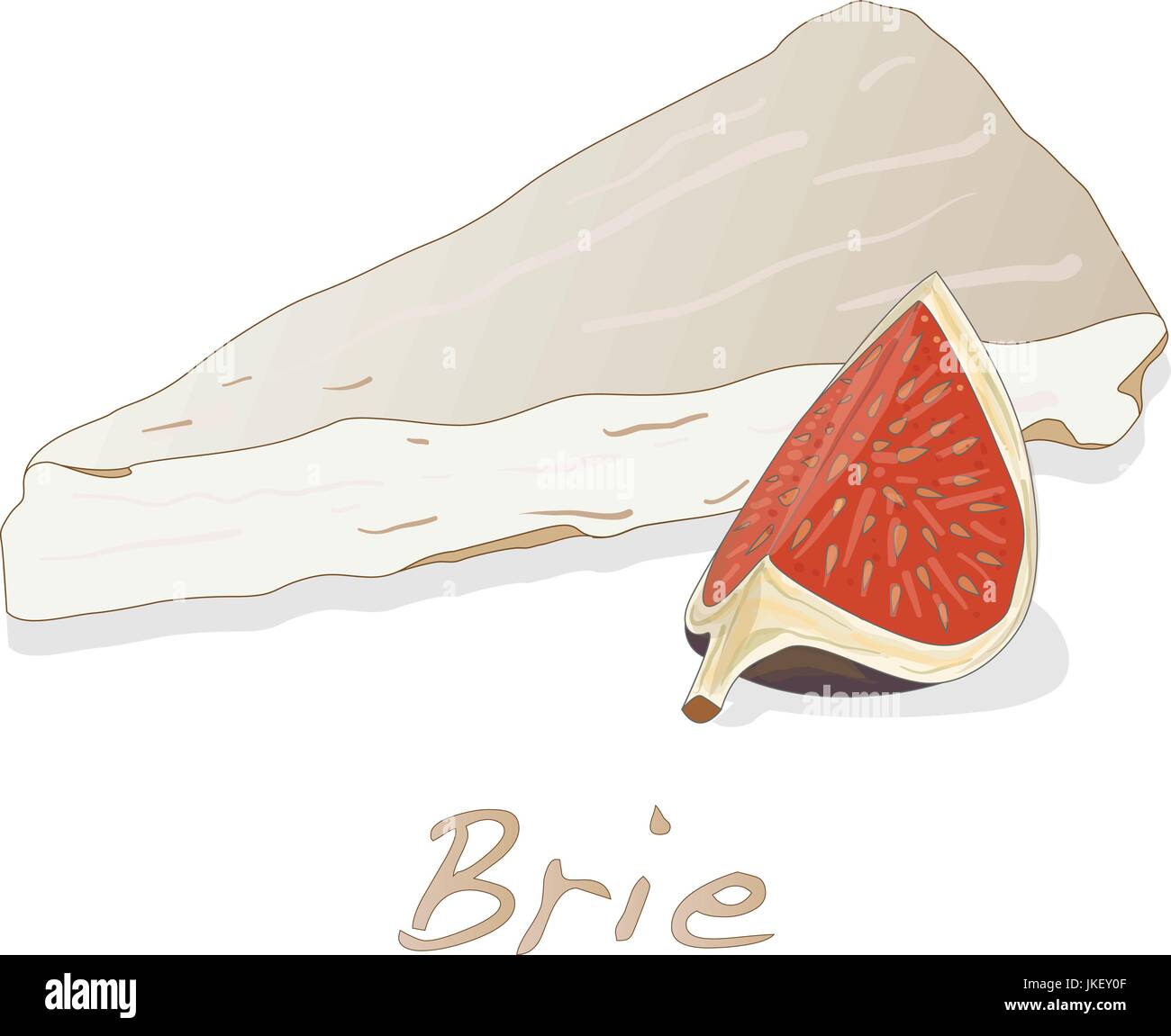 Brie cheese isolated artwork Stock Vector Image & Art - Alamy