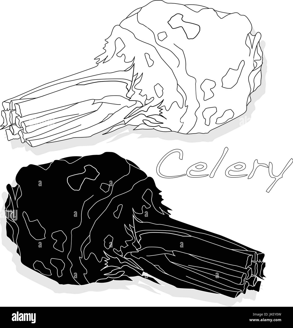 Fresh organic celery on Black and White Stock Photos & Images - Alamy