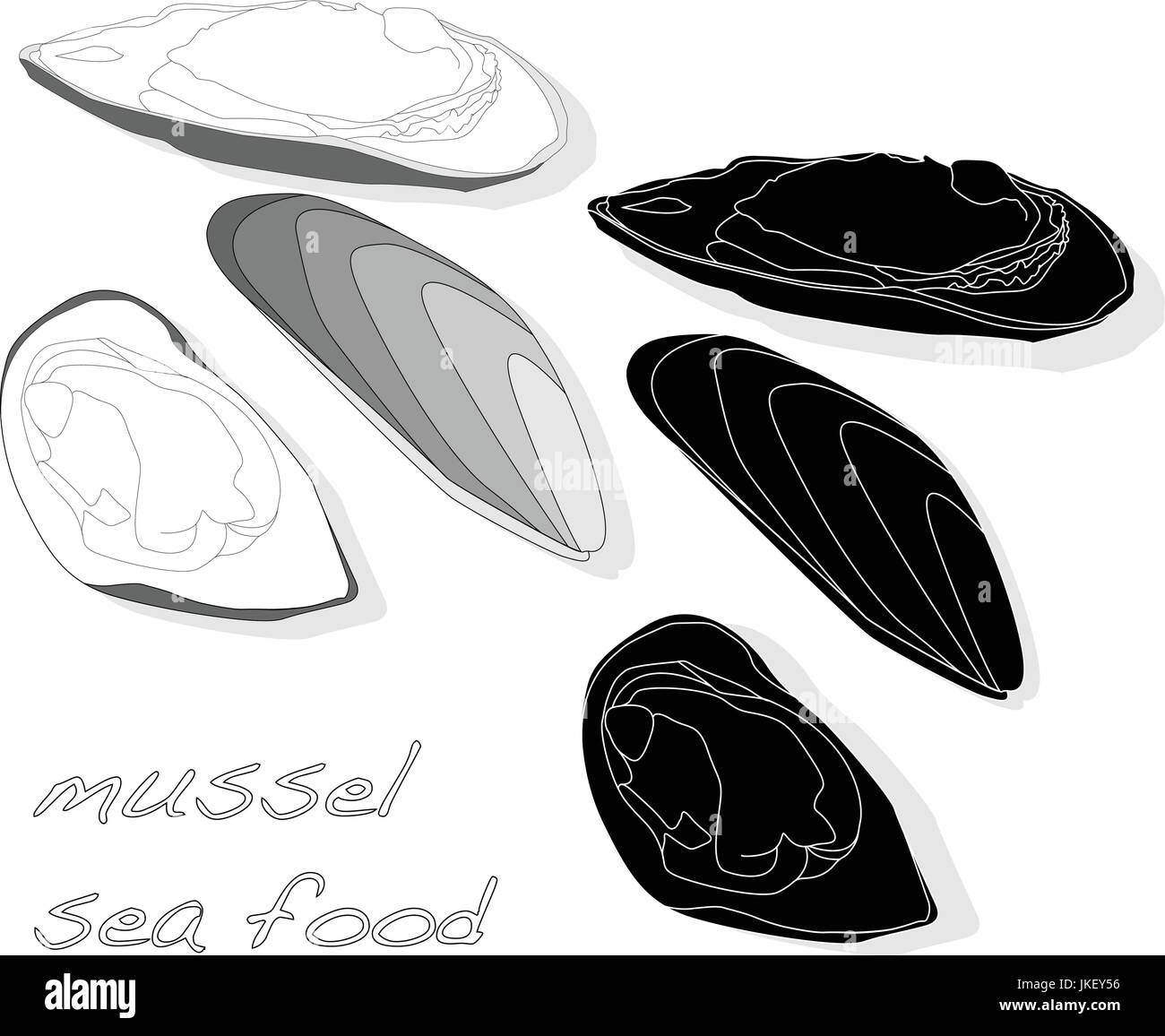 Mussels illustration on white background Stock Vector Image & Art - Alamy