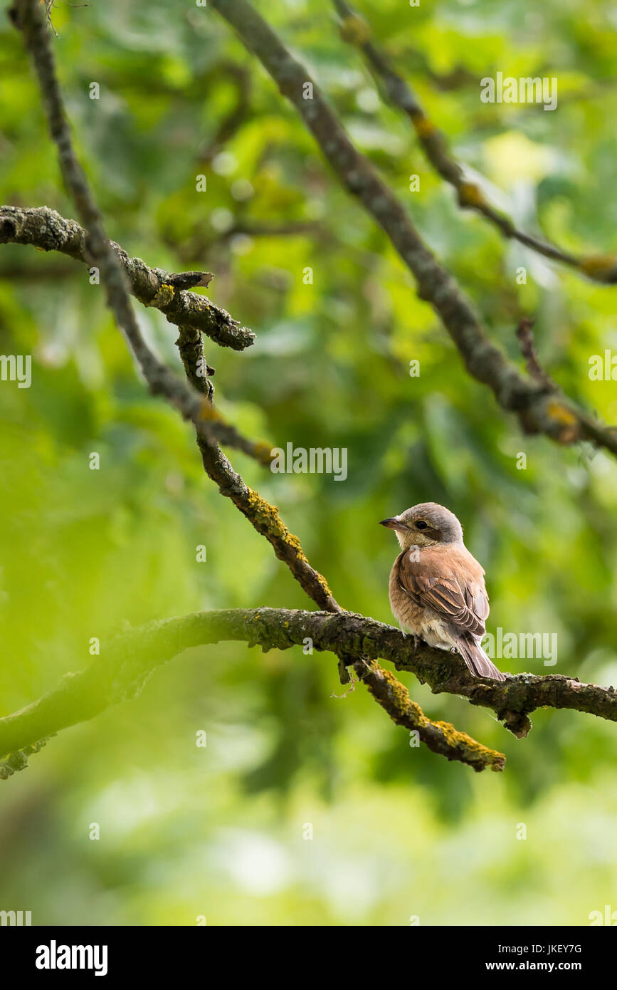 Vertical photo of young shrike bird. Songbird has still child feathers ...