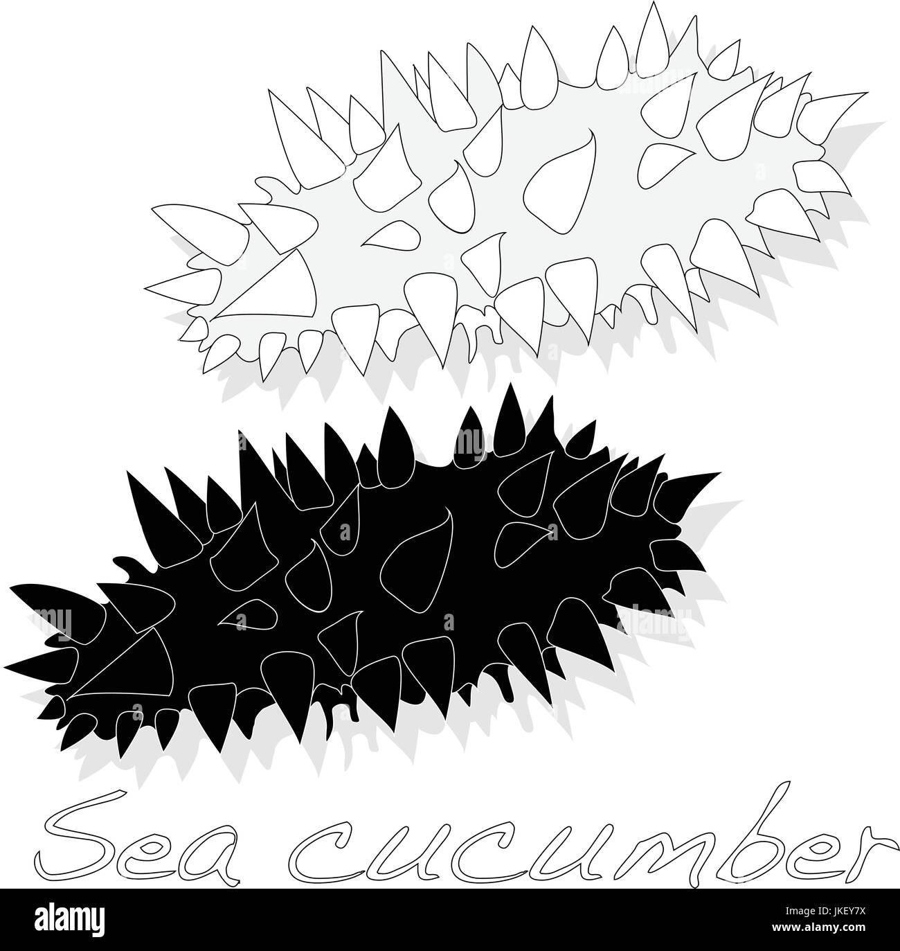 Sea Cucumber Clipart