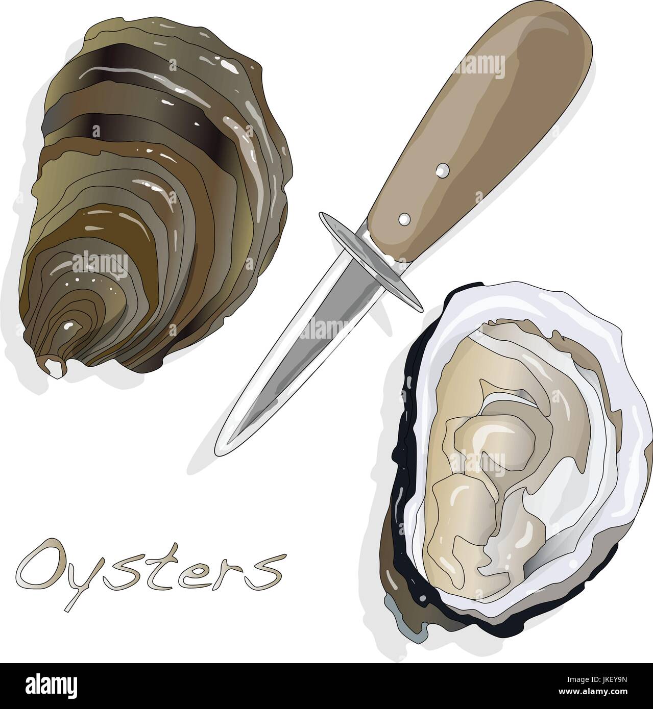 Oyster on half shell Stock Vector Images - Alamy