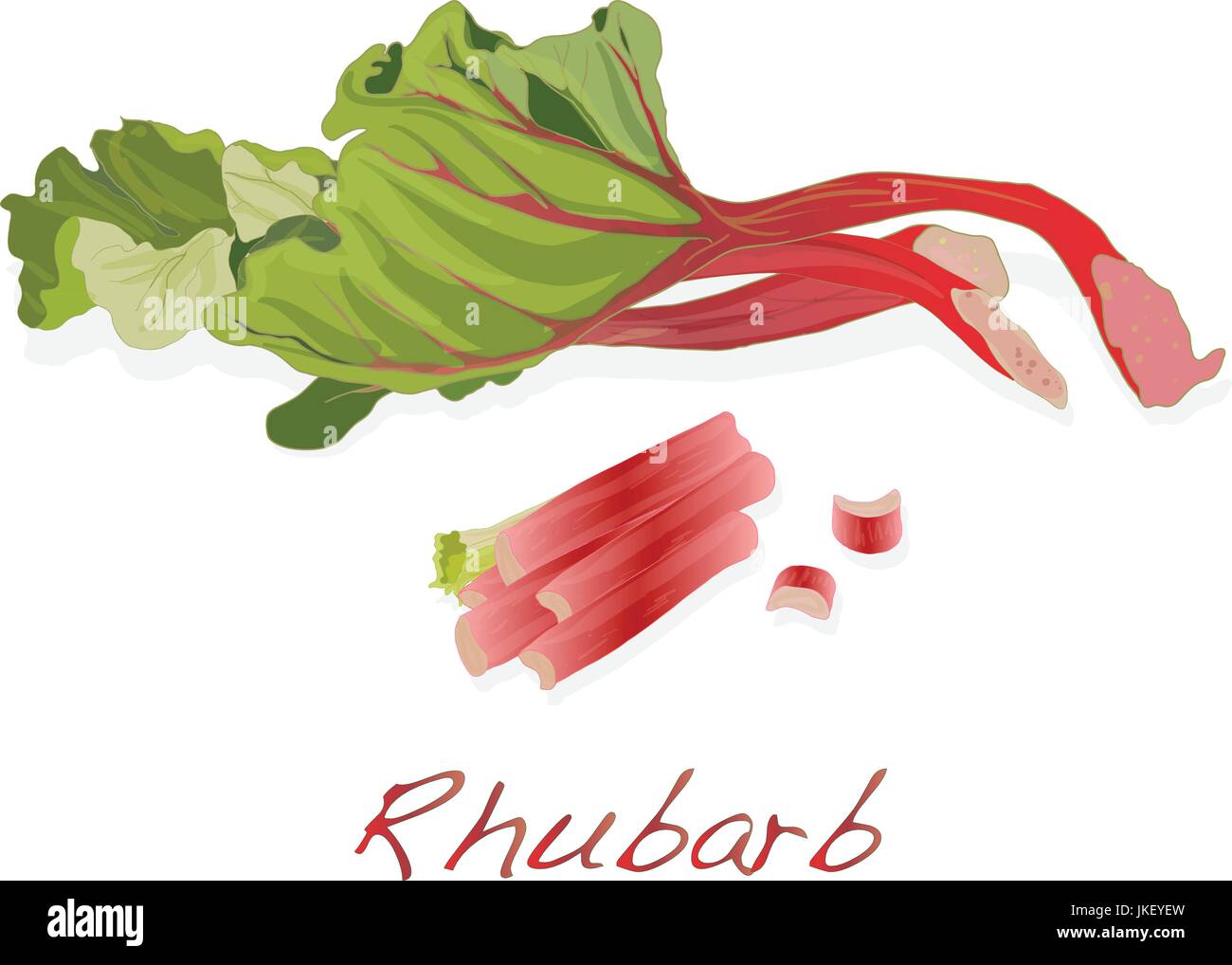 fresh rhubarb isolated on white vector Stock Vector Image & Art - Alamy