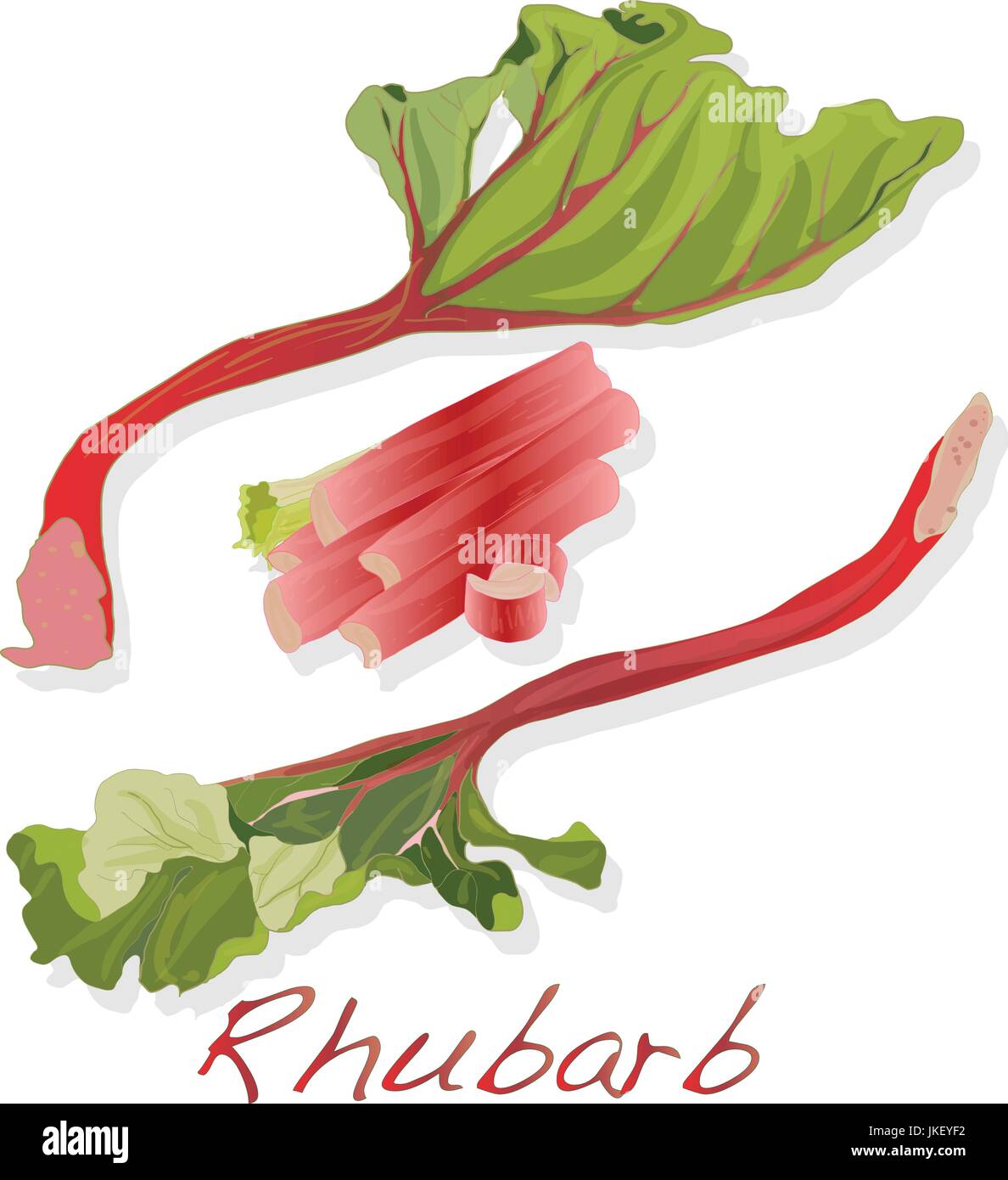 fresh rhubarb isolated on white vector Stock Vector Image & Art - Alamy