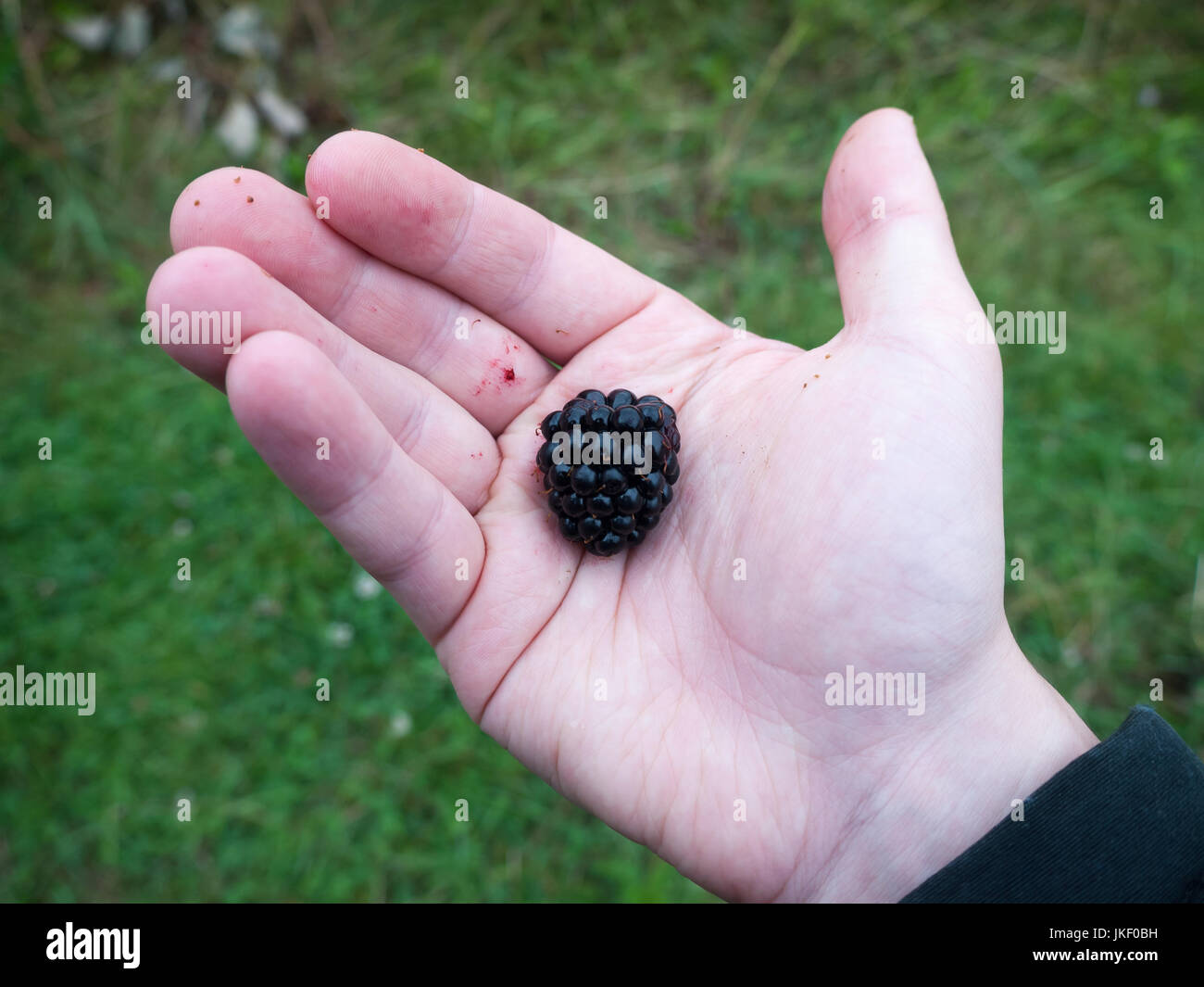 a single ripe and big blackberry in hand freshly picked; Essex; UK ...