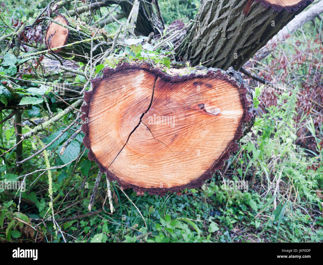 wet texture of tree part stump cut down; Essex; UK Stock Photo - Alamy