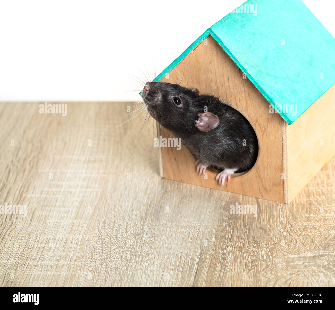 Gray rat peeps out of a wooden house Stock Photo - Alamy