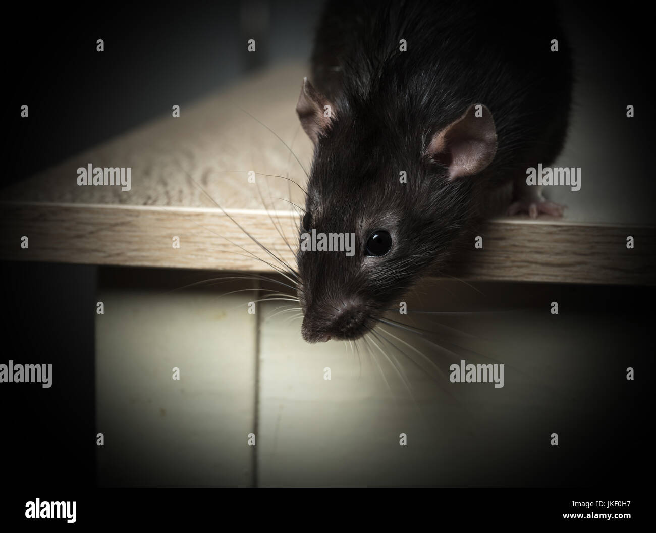 Rat animal table hi-res stock photography and images - Alamy