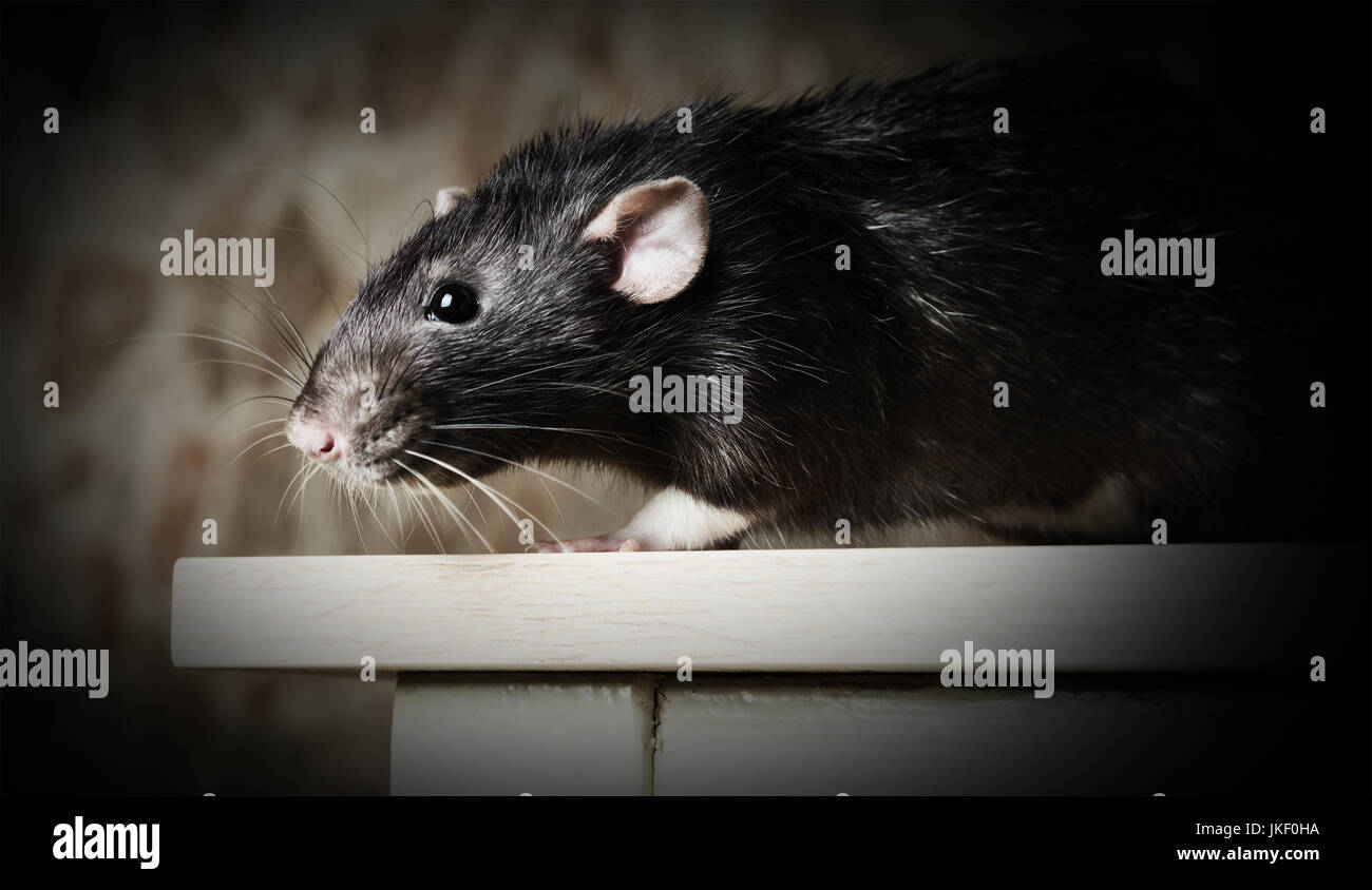 Rat animal table hi-res stock photography and images - Alamy