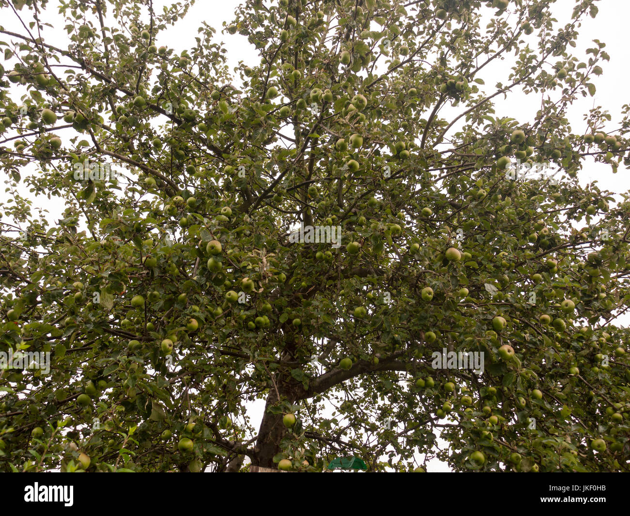 apple tree outside summer overcast weather from below; Essex; UK Stock ...