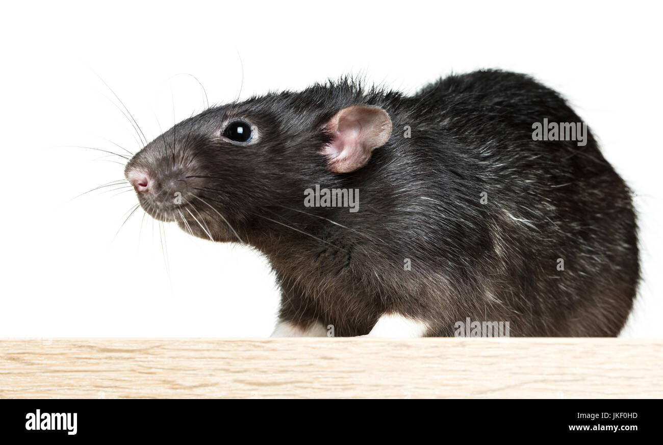 Animal gray rat close-up on white background Stock Photo - Alamy