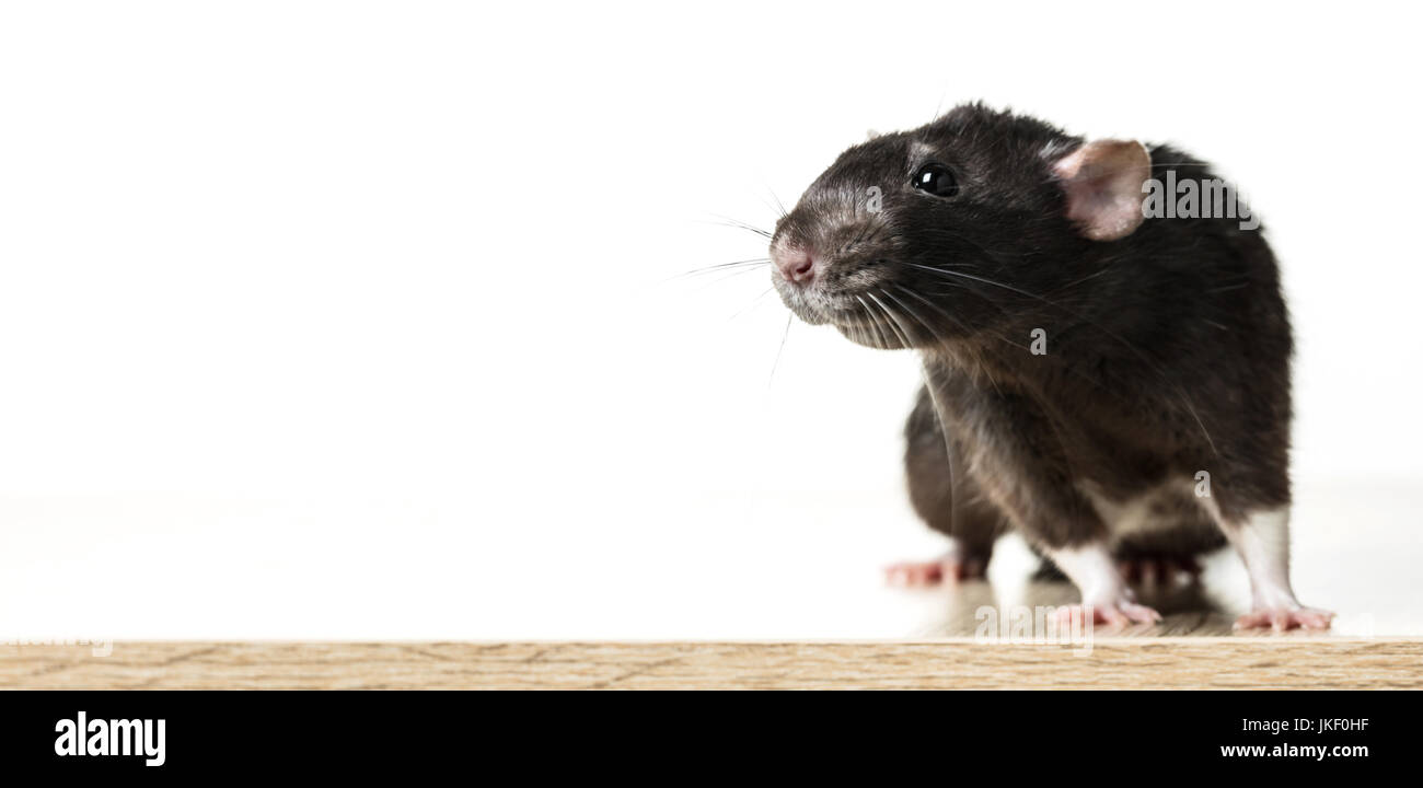 Rat nose closeup hi-res stock photography and images - Alamy