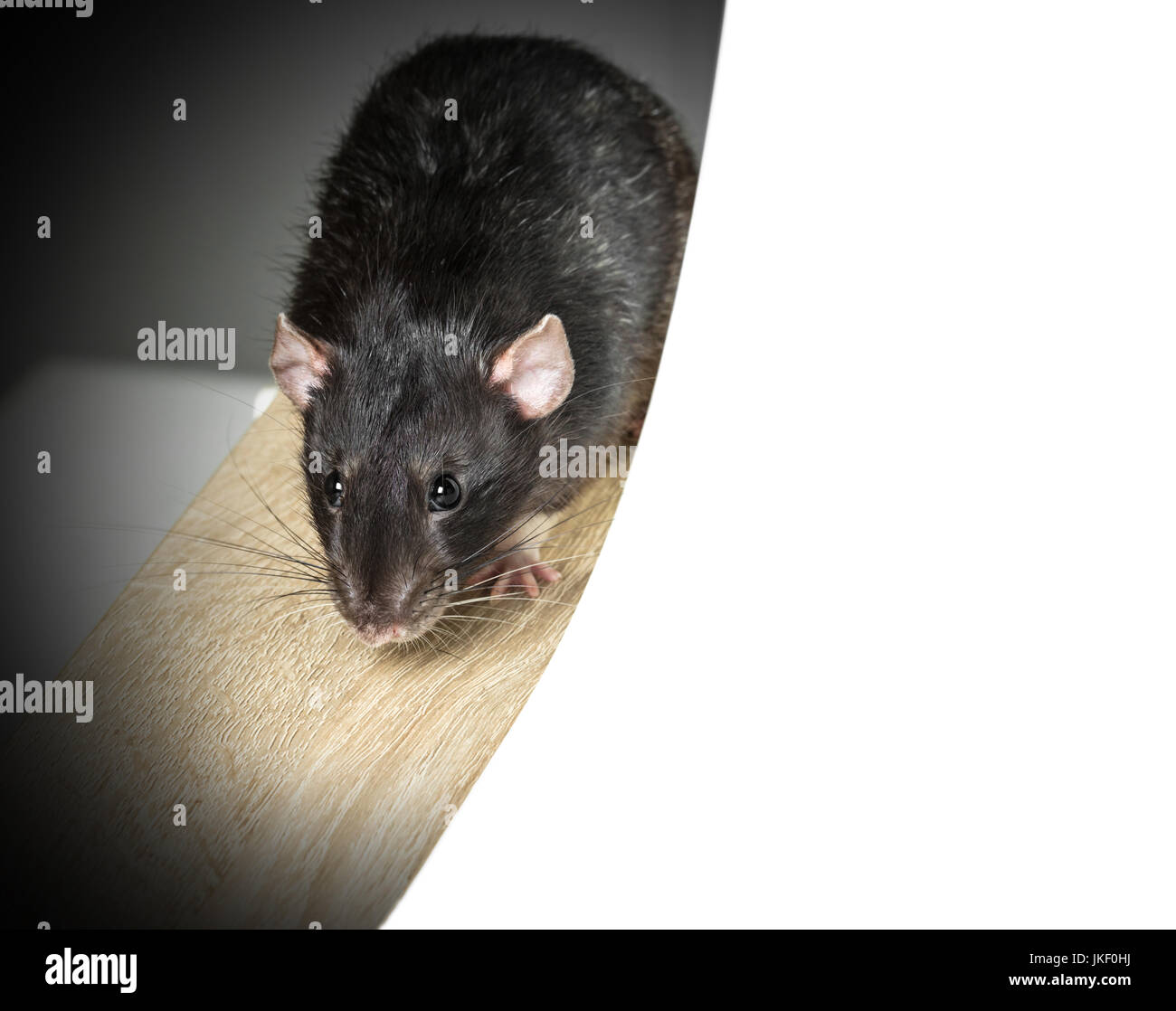 Rat animal table hi-res stock photography and images - Alamy