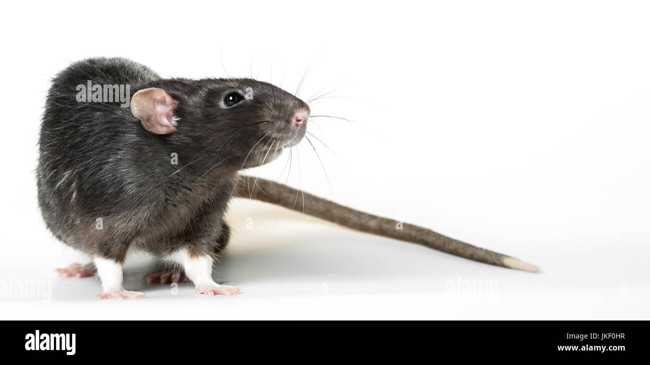 Animal gray rat close-up on white background Stock Photo - Alamy