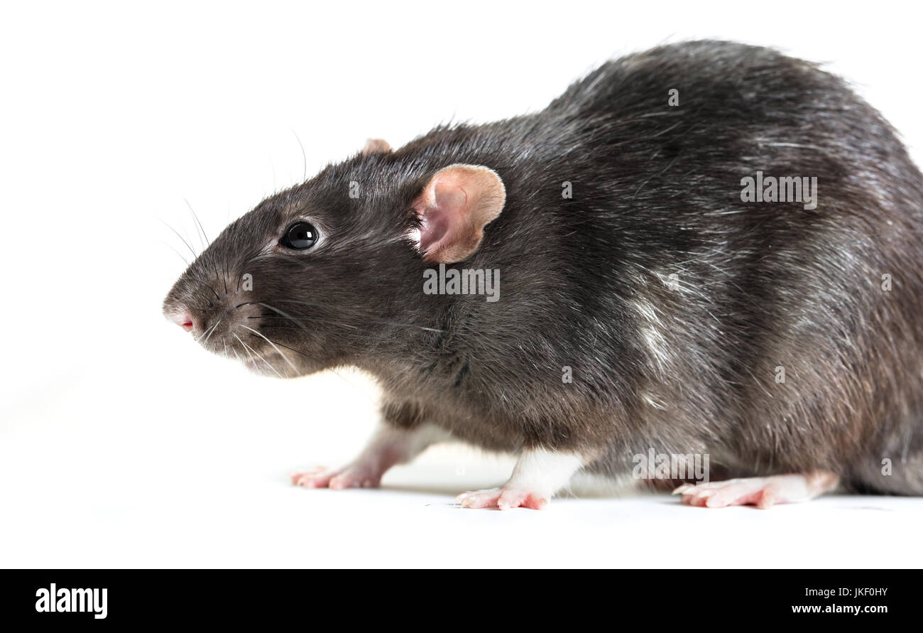 Animal gray rat close-up on white background Stock Photo - Alamy