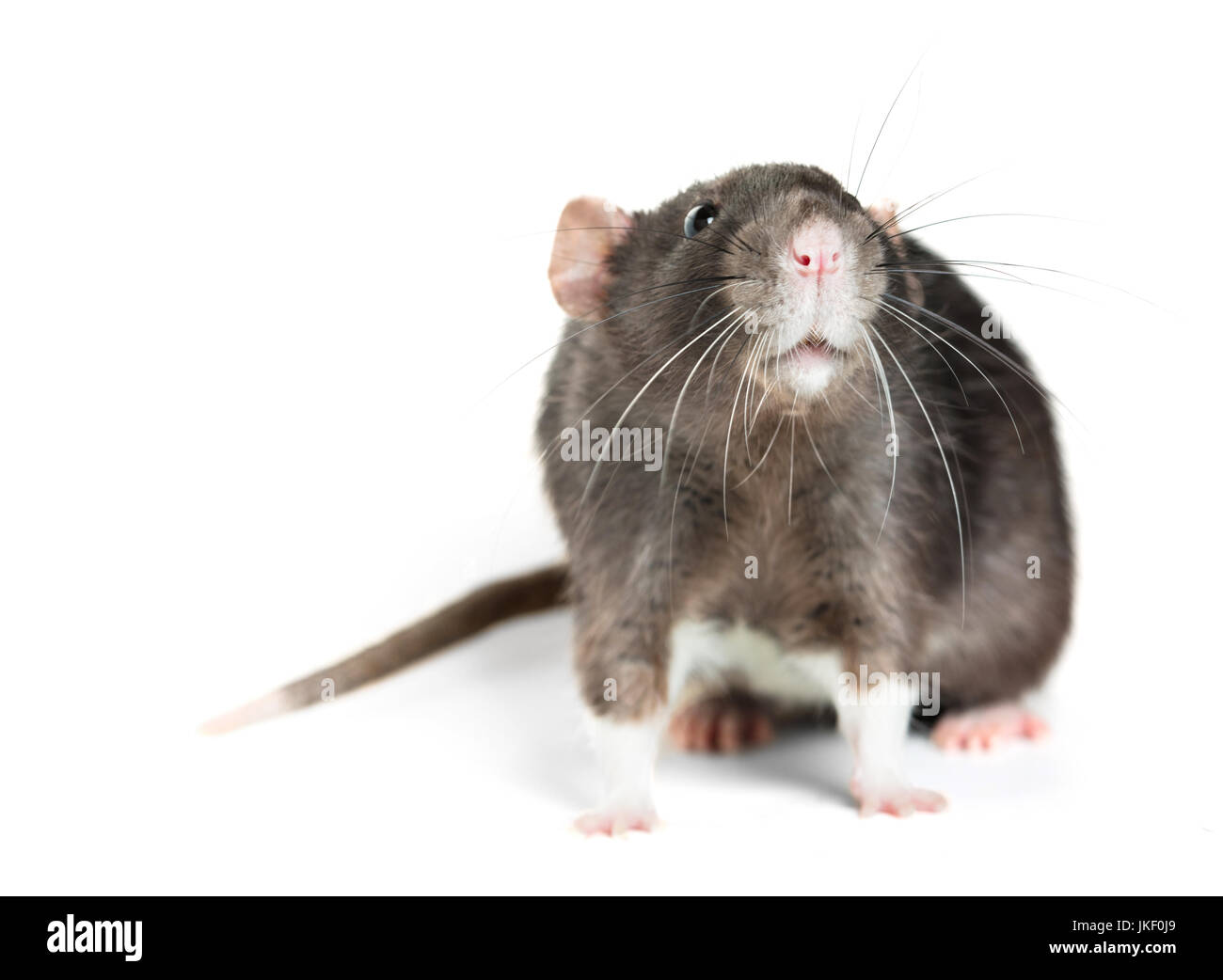 Animal gray rat close-up on white background Stock Photo - Alamy