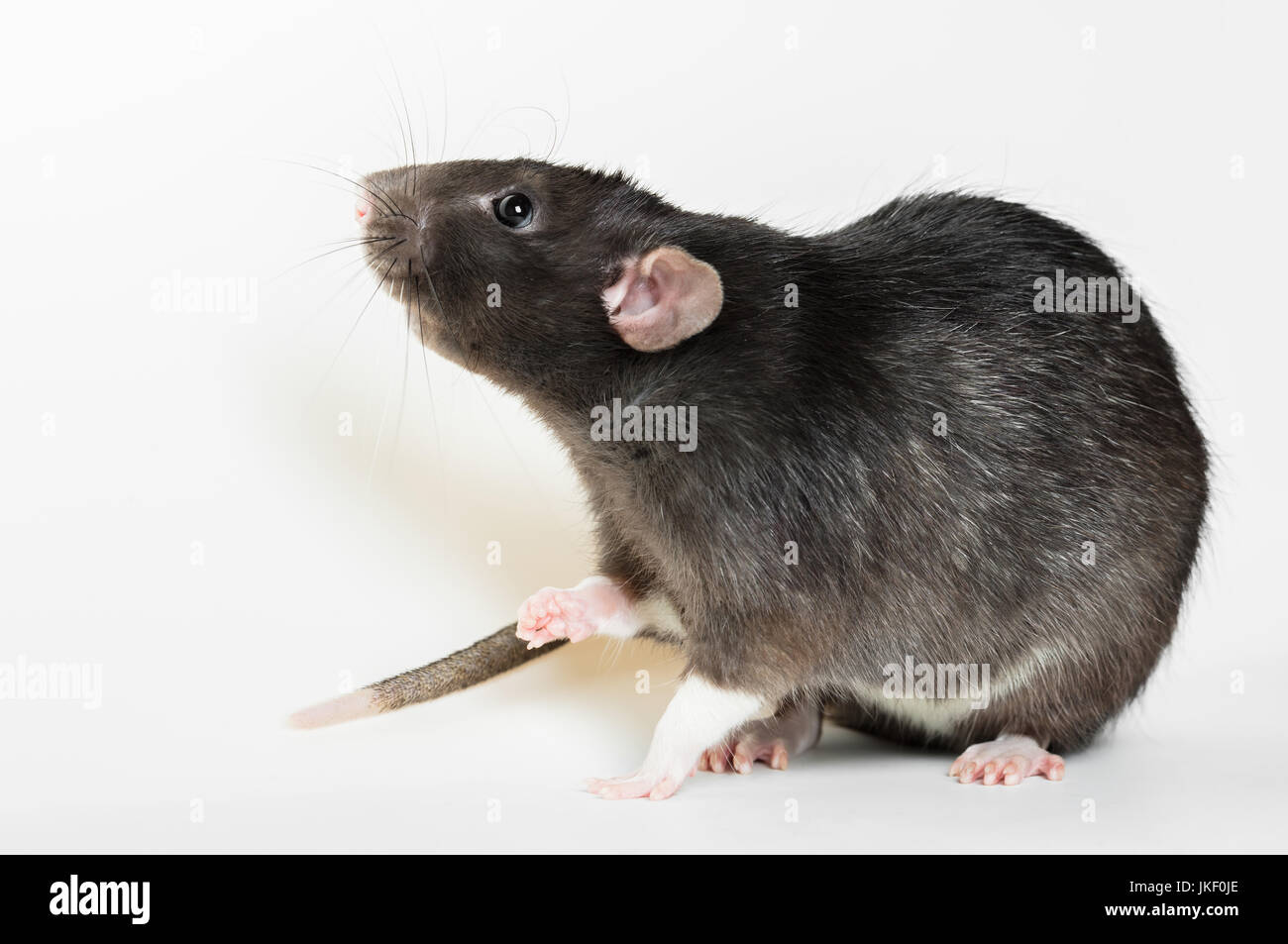 Animal gray rat close-up on white background Stock Photo - Alamy