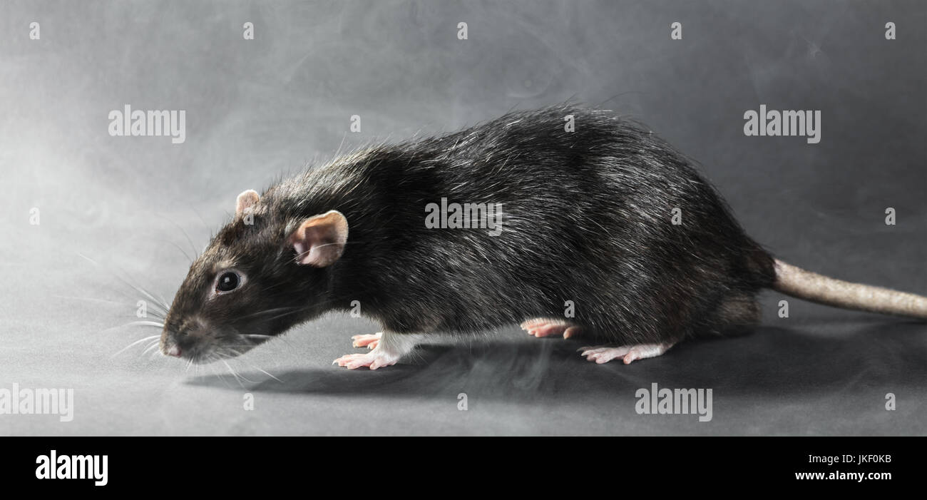 Animal gray rat close-up on a black background Stock Photo - Alamy