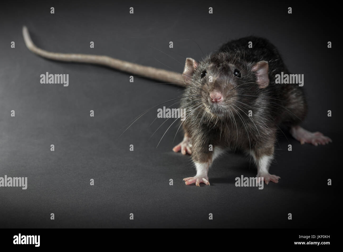 Animal gray rat close-up on a black background Stock Photo - Alamy
