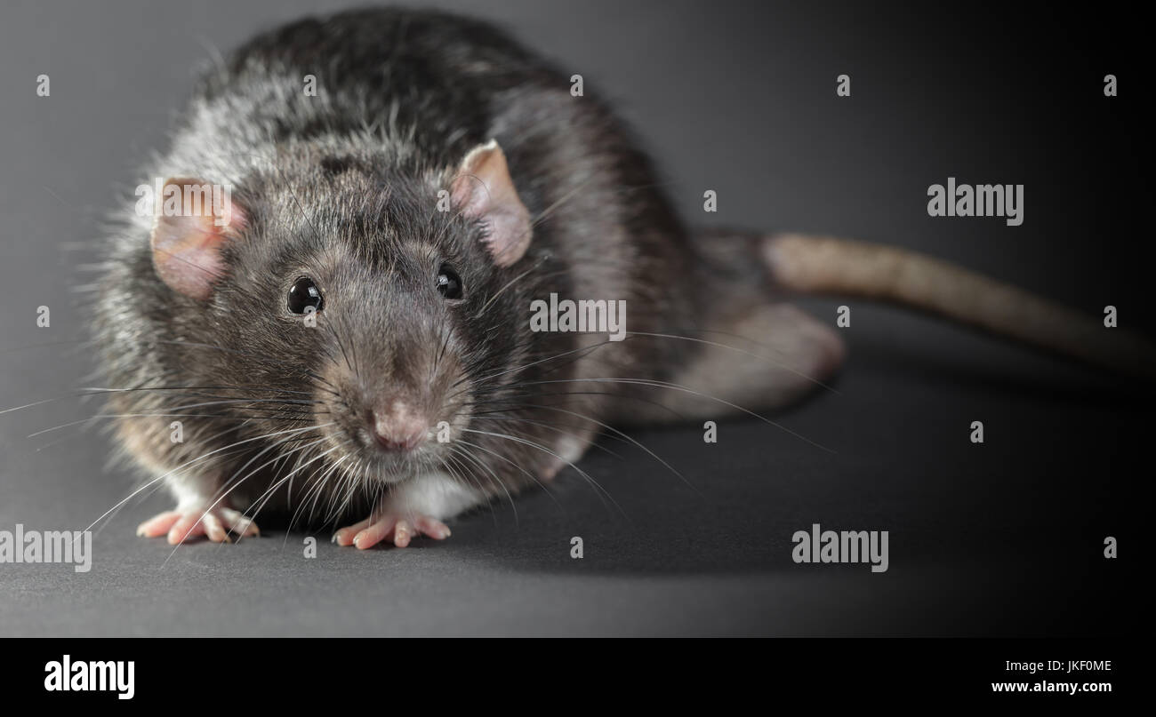 Black Rats Stock Photos & Black Rats Stock Images - Alamy