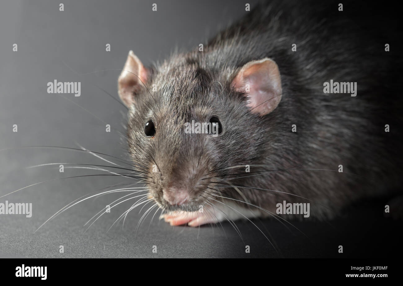 Animal gray rat close-up on a black background Stock Photo - Alamy