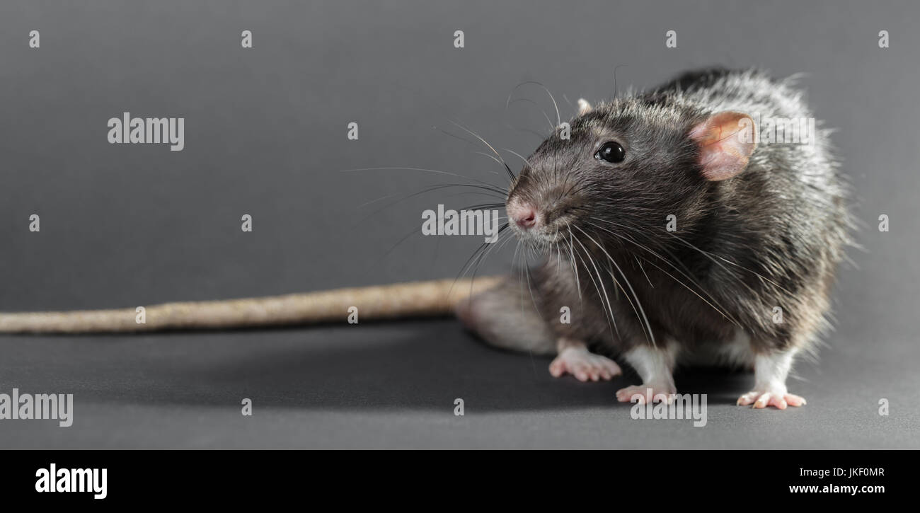Animal gray rat close-up on a black background Stock Photo - Alamy
