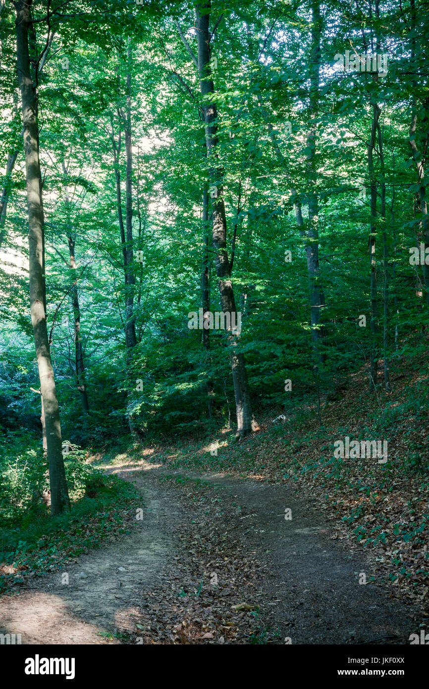 trail in the woods in summer Stock Photo - Alamy