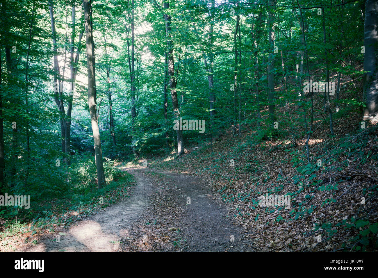 trail in the woods in summer Stock Photo - Alamy