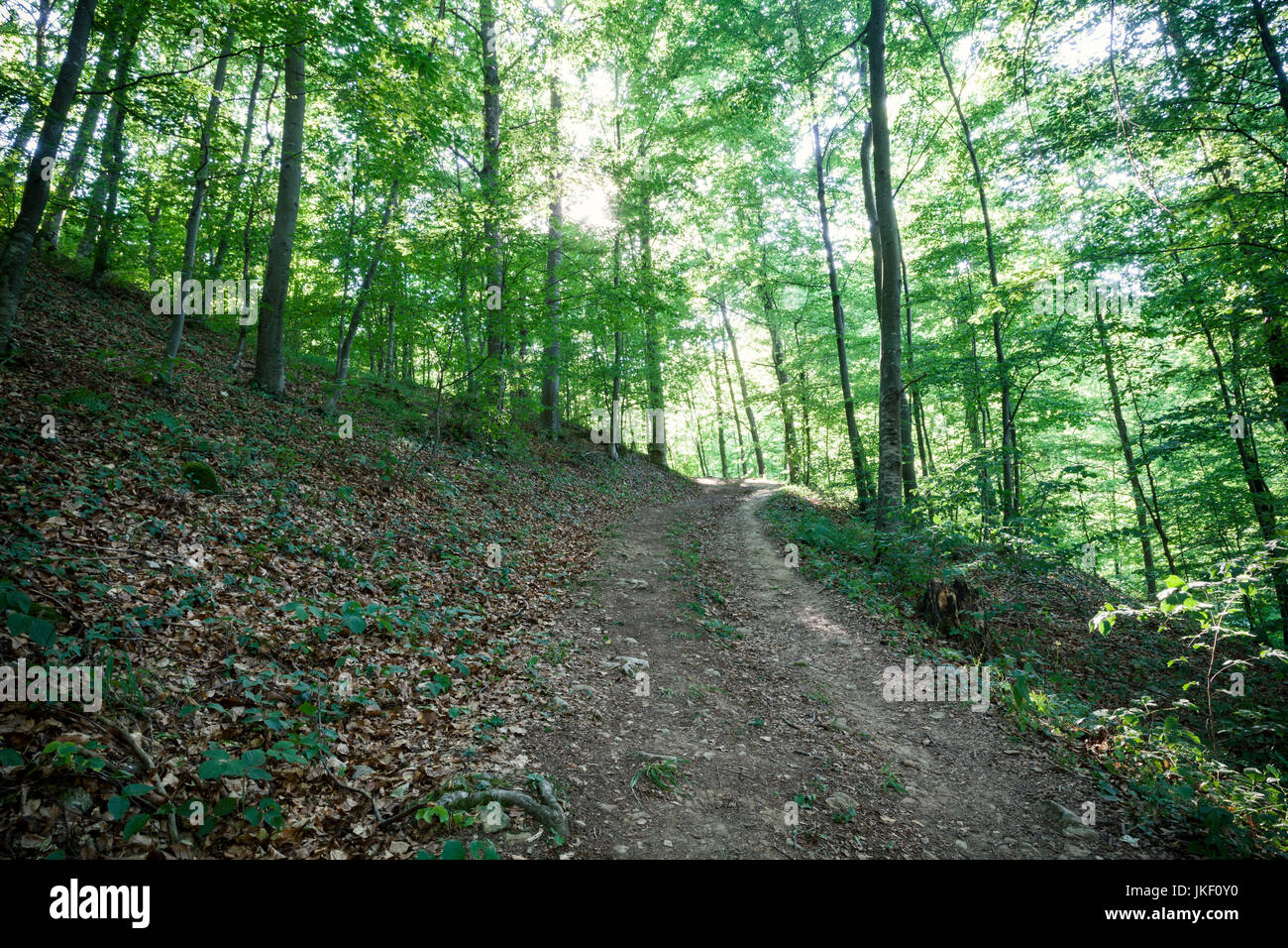 trail in the woods in summer Stock Photo - Alamy