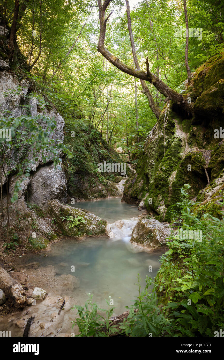 forest canyon with a small stream, beauty of nature Stock Photo - Alamy