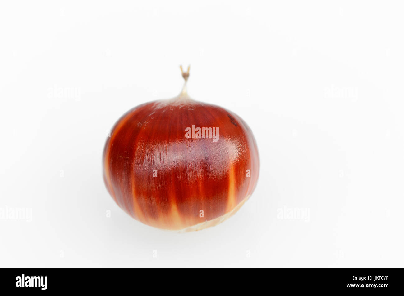 Sweet Chestnut / (Castanea sativa) / European Chestnut | Esskastanien ...