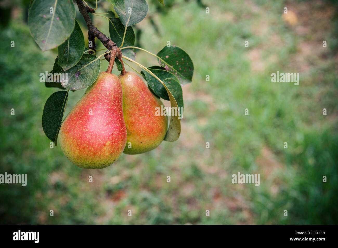Two pears on a branch , close up background Stock Photo - Alamy