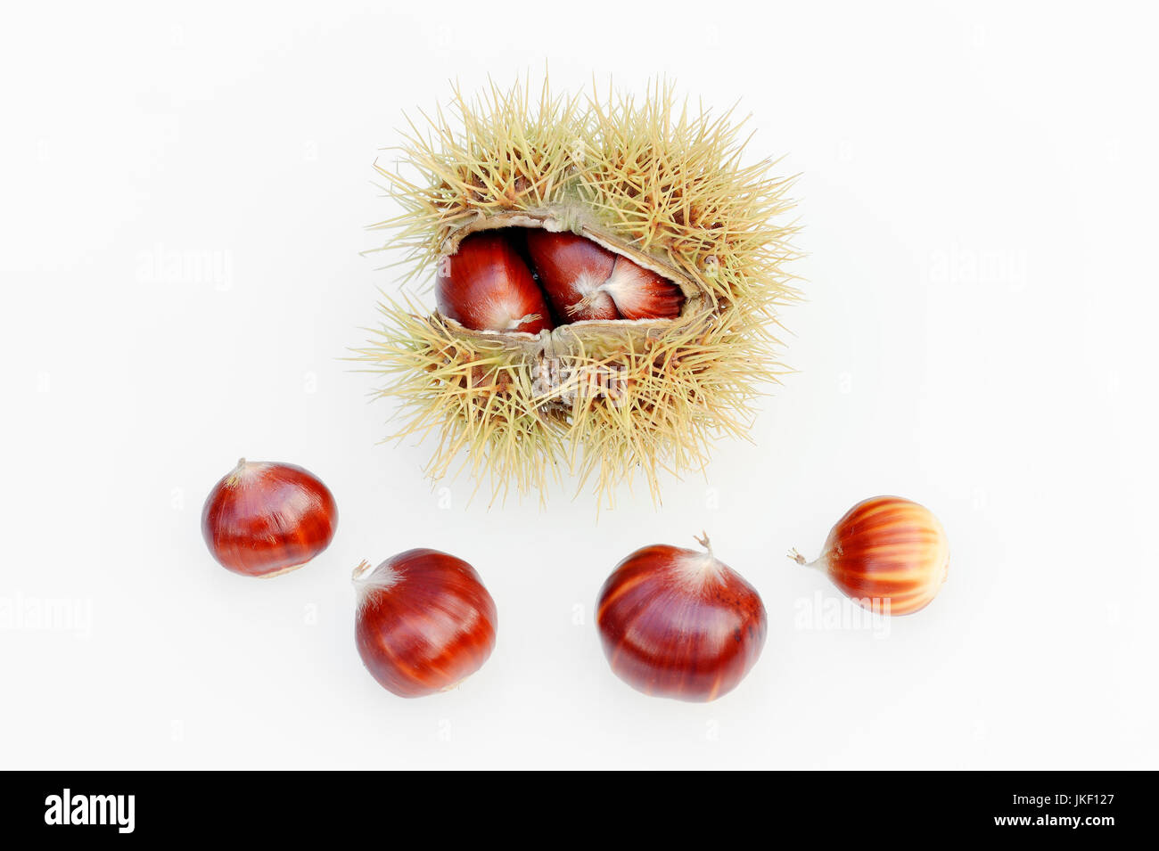 Sweet Chestnuts / (Castanea sativa) / European Chestnut | Esskastanien ...